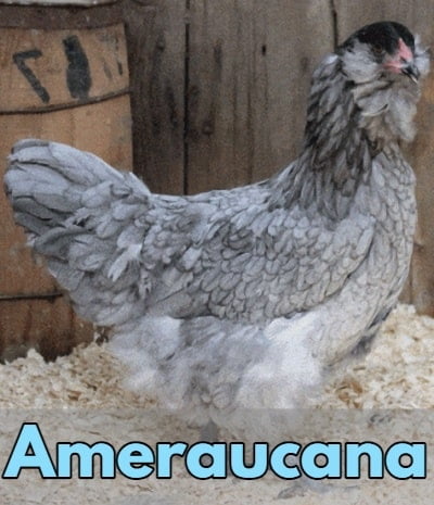 Mavi Yumurta Fiyatları 2023 Faydaları ve Özellikleri