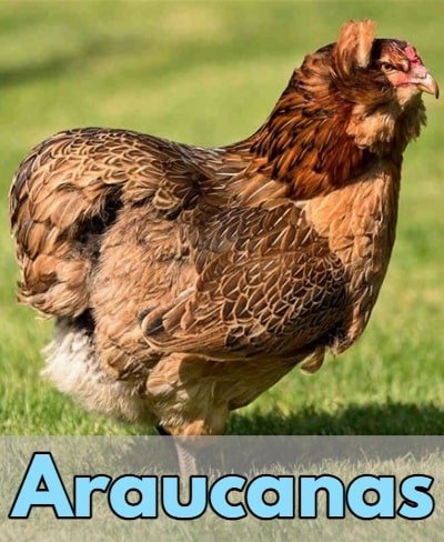 Mavi Yumurta Fiyatları 2023 Faydaları ve Özellikleri